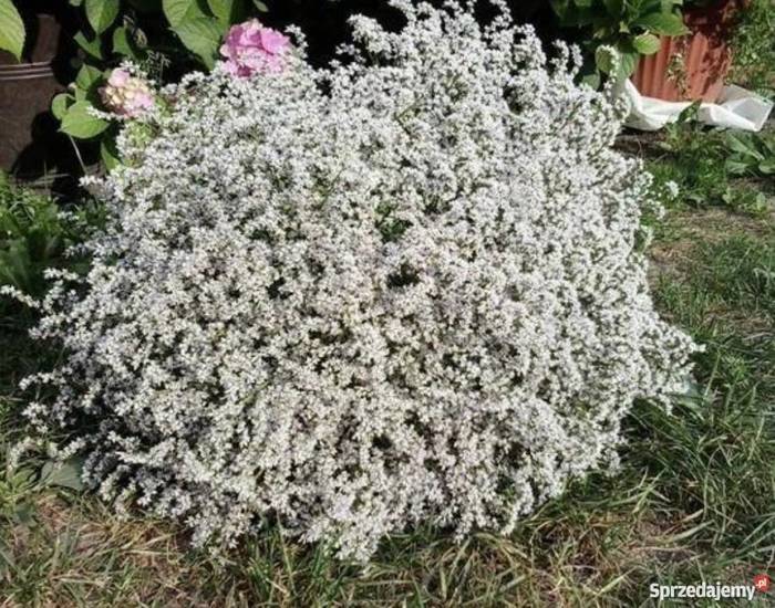 Statice Tatarika - SUCHOBÝL TATARSKÝ - osivo - Zahradnictví Karviná FRUTO